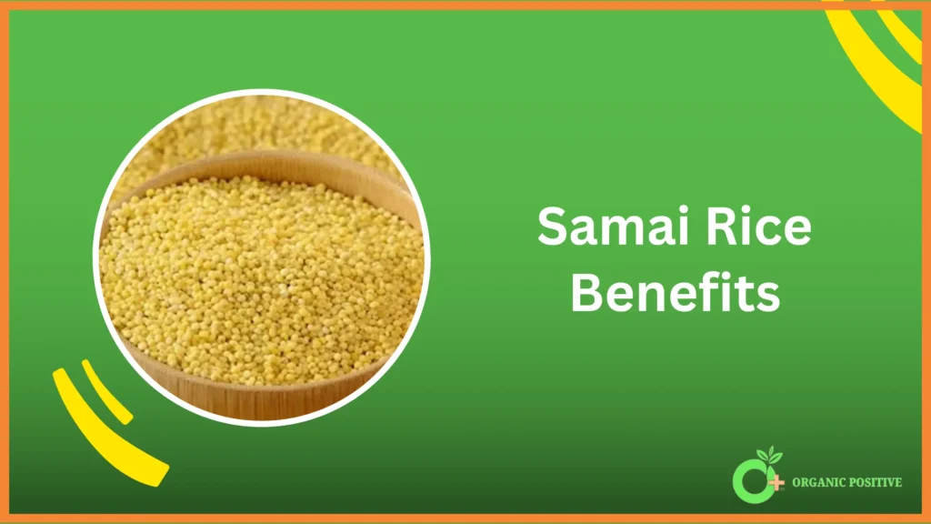 7 Amazing Samai Rice Benefits for you [2024]